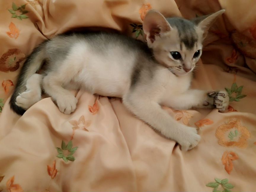 Абиссинский котенок