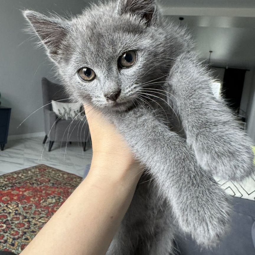 Котенок