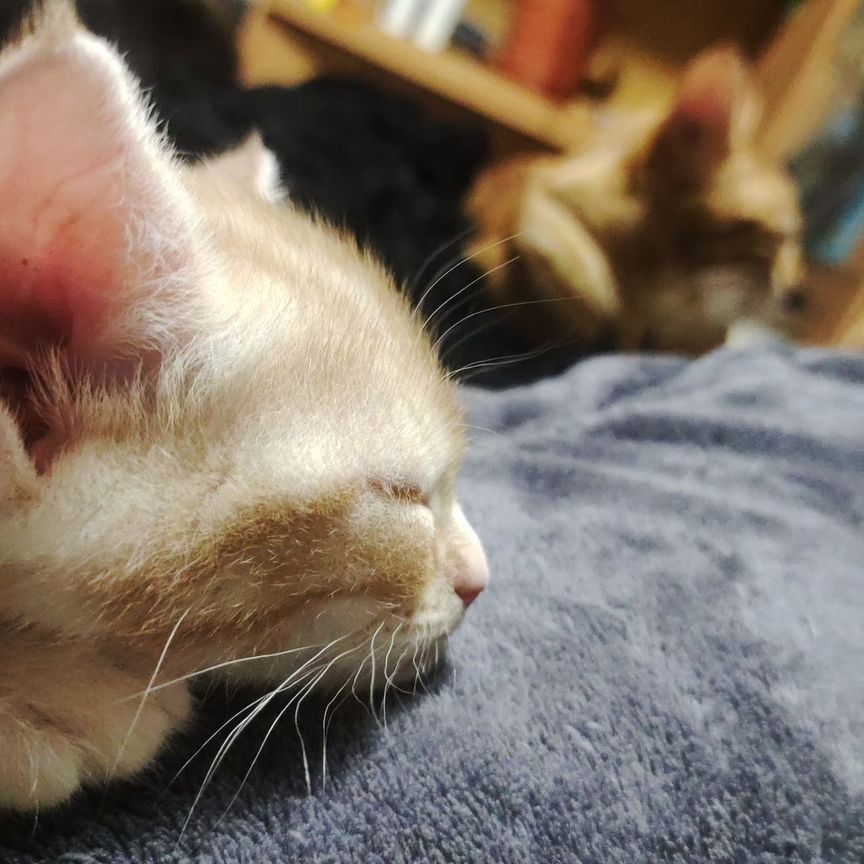 Рыжий котенок(девочка) бесплатно