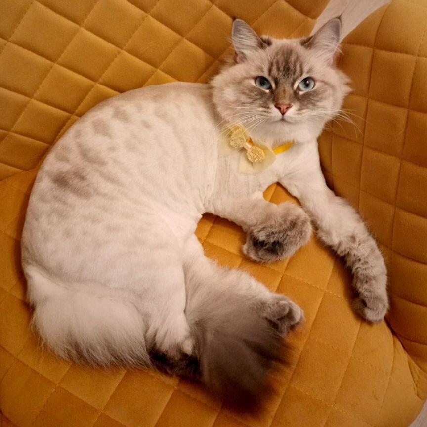 Невская маскарадная кошка, взрослая