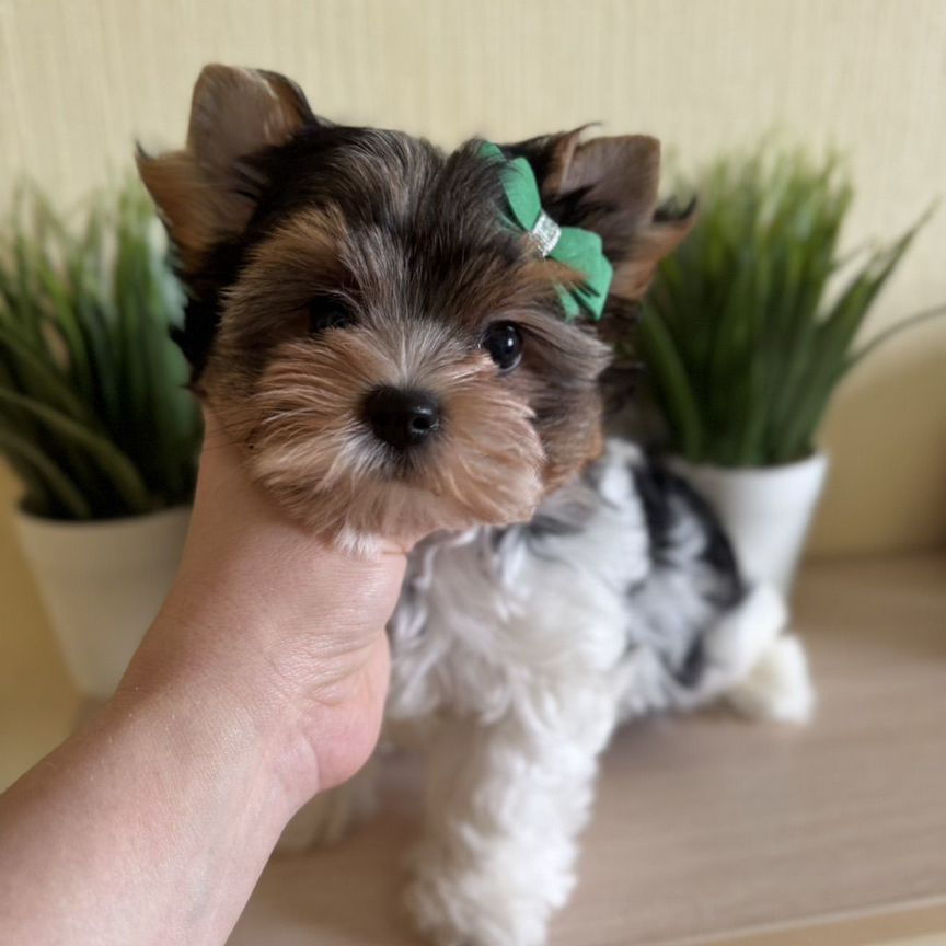 Бивер мальчик