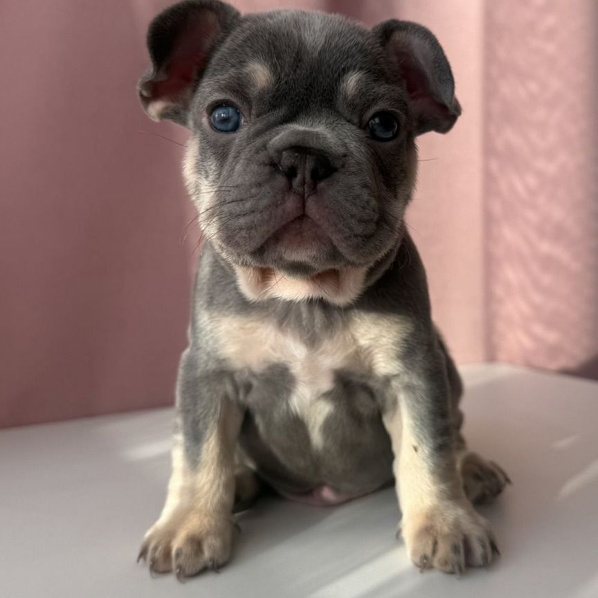Французский бульдог, щенок