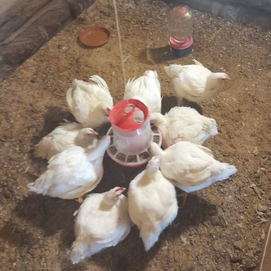 Куры несушки легорн