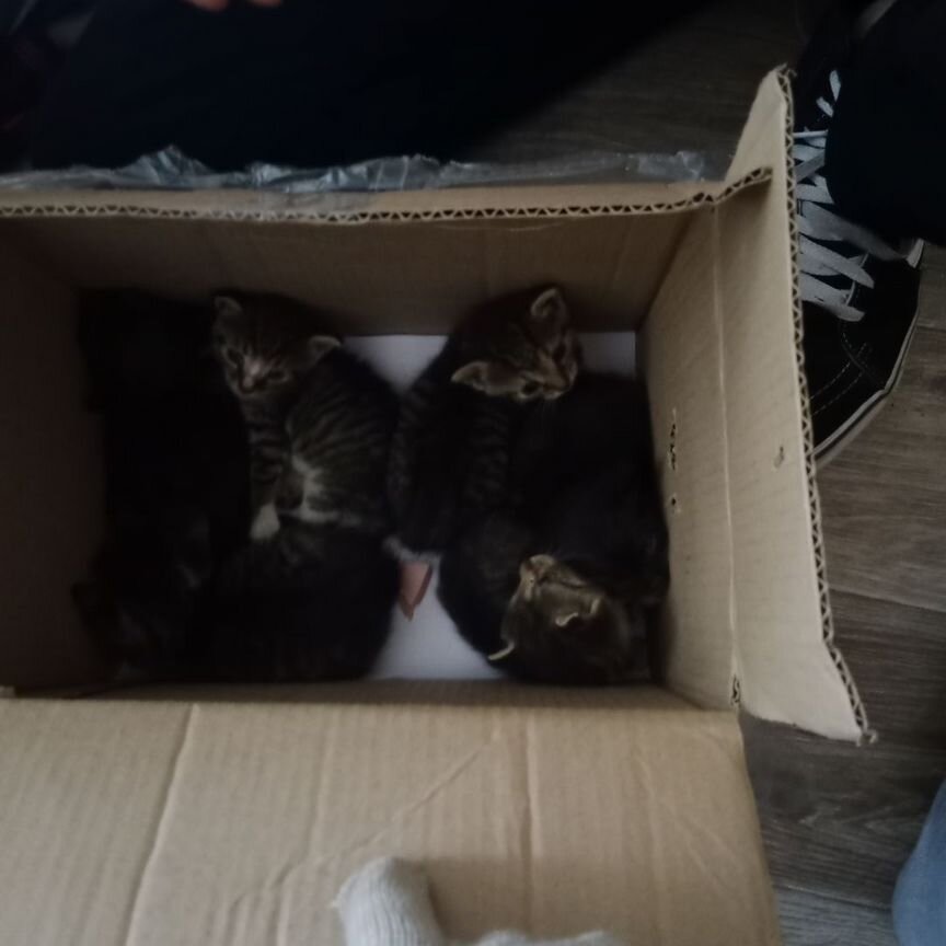 Котик в одни руки