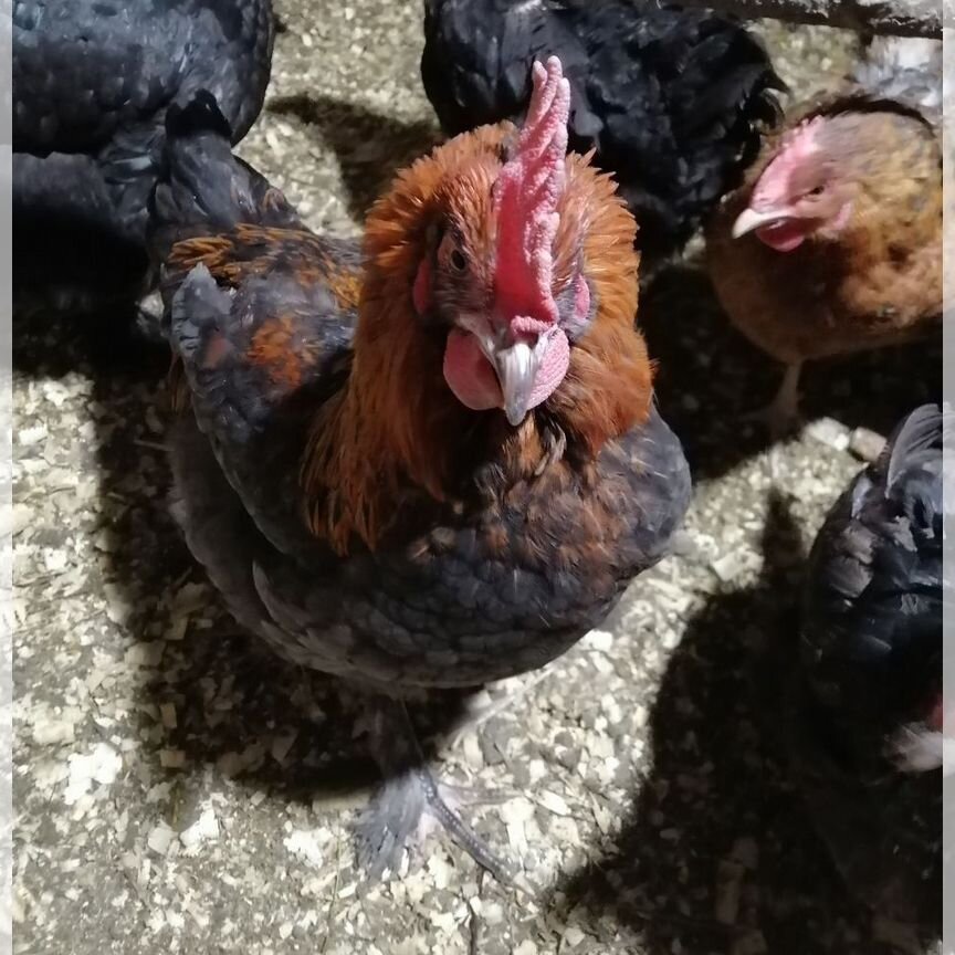 Петух маран