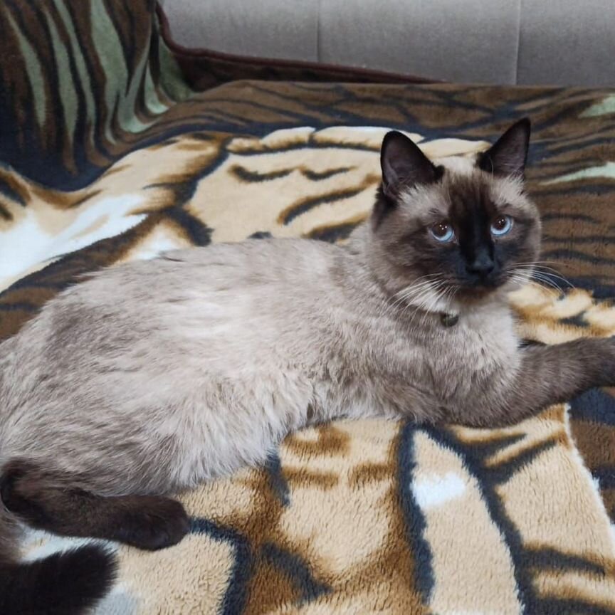 Сиамский кот вязка