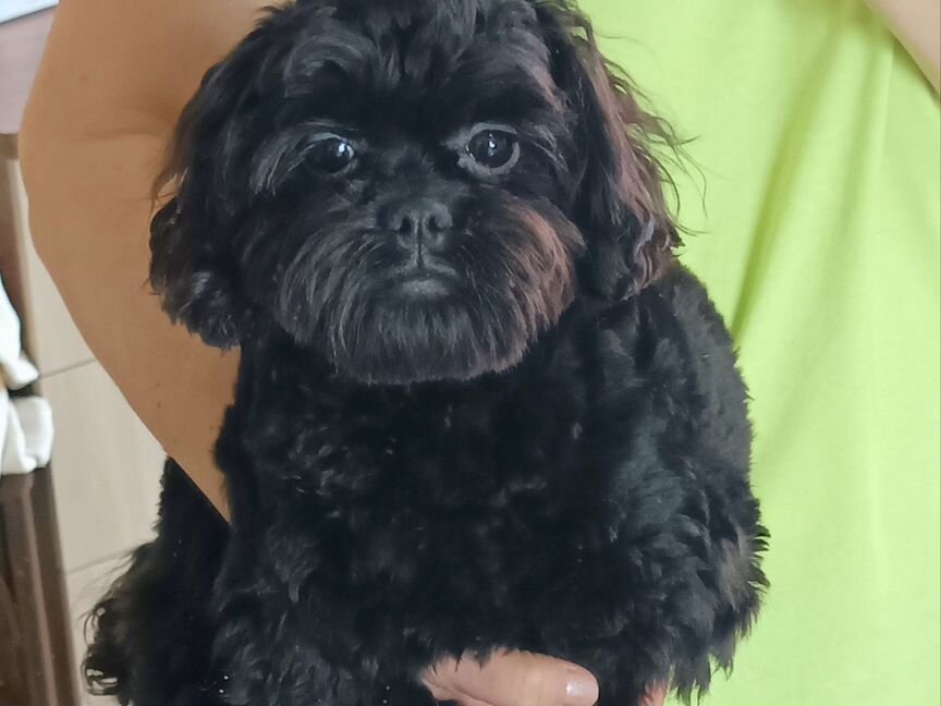 Мальтипу, эксклюзивные малышки