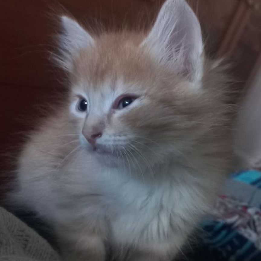 Отдам котенка мальчика в добрые руки