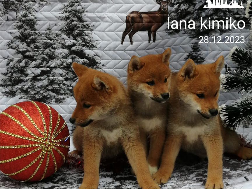 Шиба сиба ину