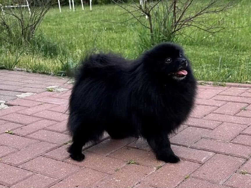 Шпиц девочка