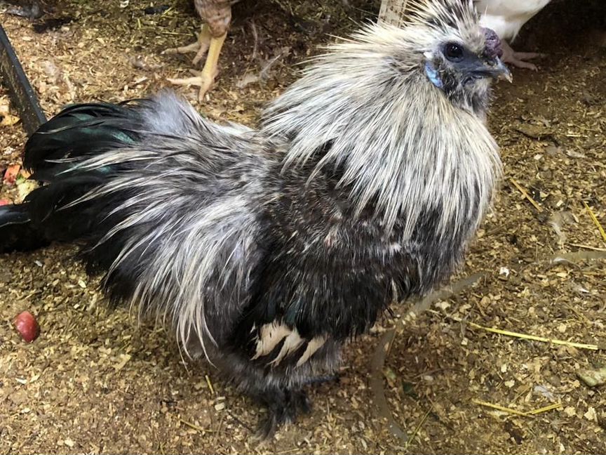 Петухи разных пород