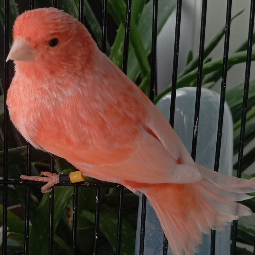 Красный кенар шиммель