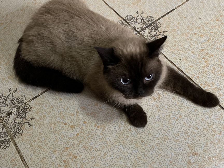 Шатланская кошка