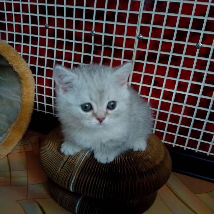 Голубой ребенок