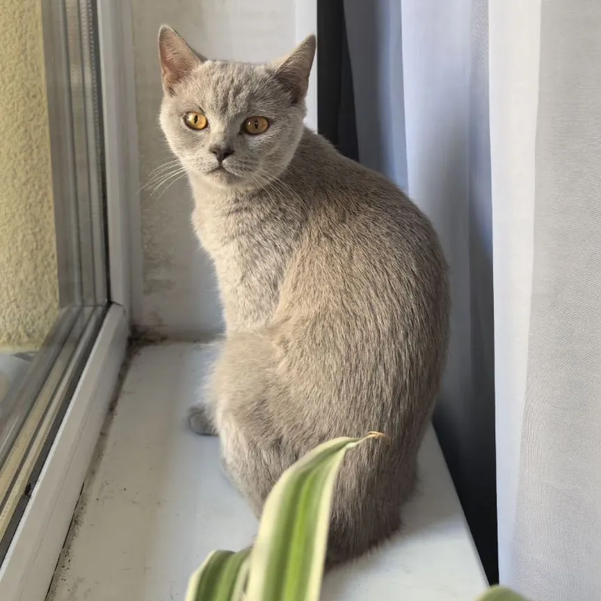 Продам кошку британскую кошку