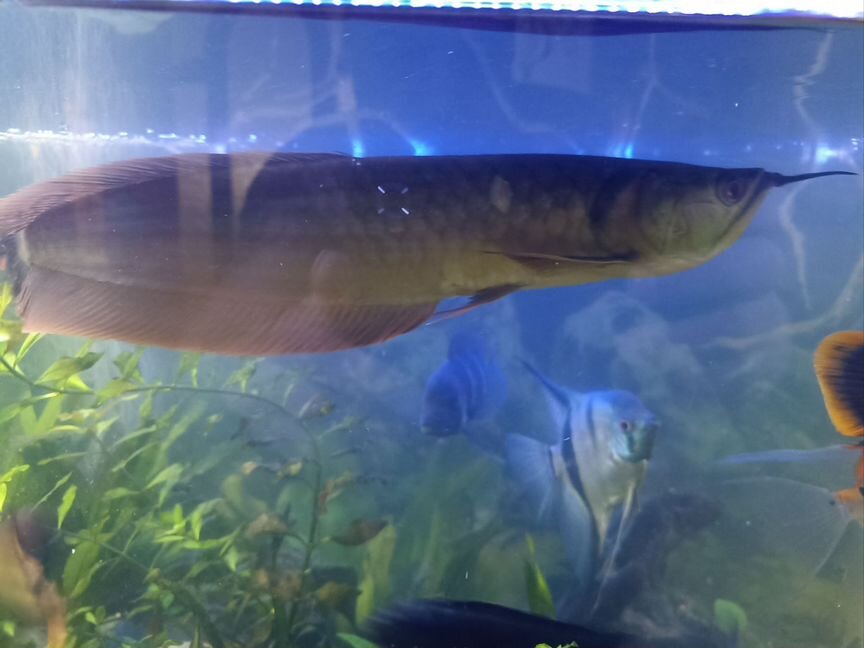 Аравана Рыба