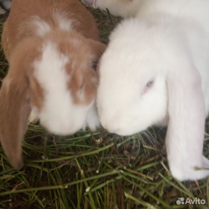 Кролики породы "Французский баран"