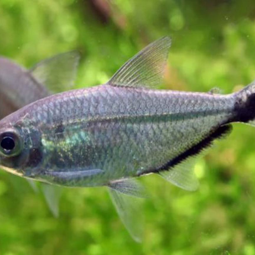 Тетра коста аквариумные рыбки в магазине