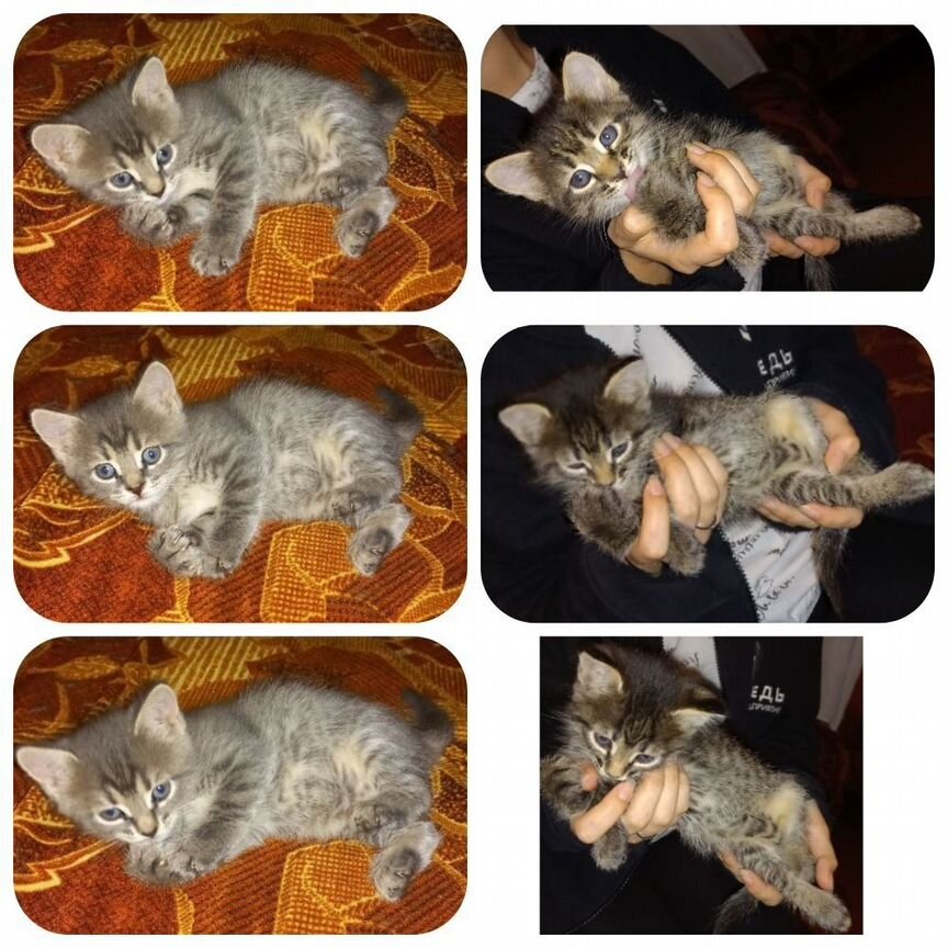 В добрые руки отдам котят. Возраст 1 месяц