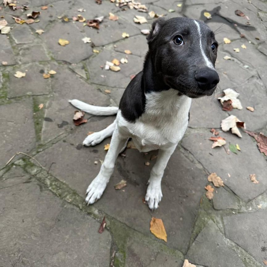 Стаффордширский терьер девочка