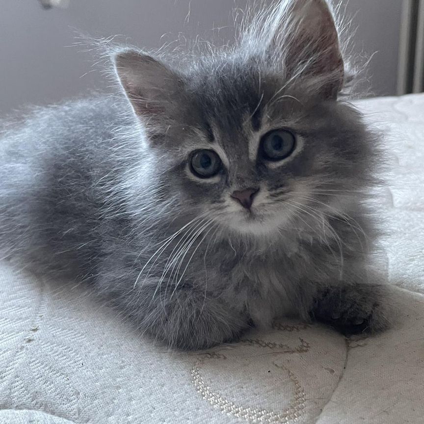 Котенок мальчик