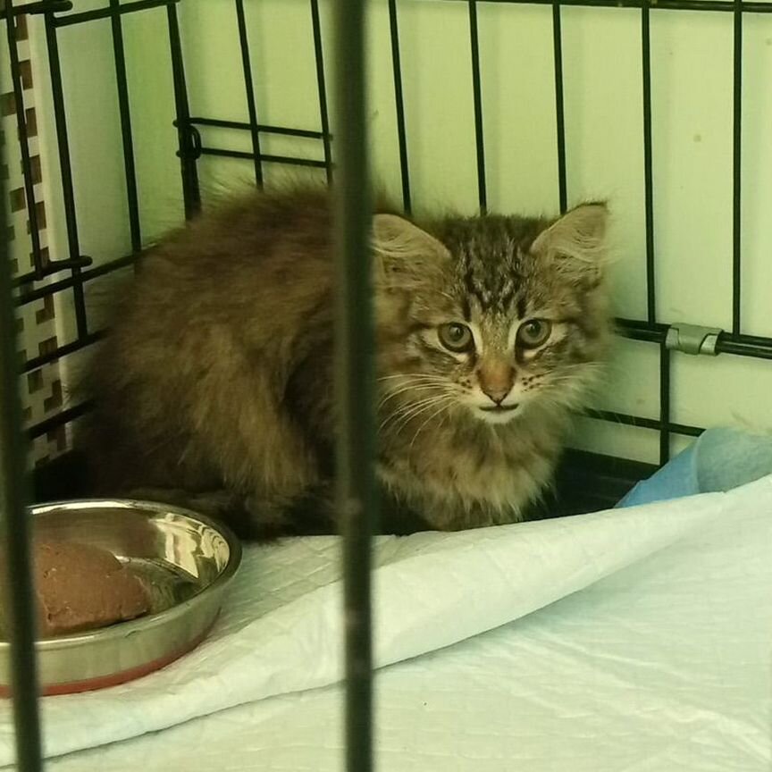 Котенок