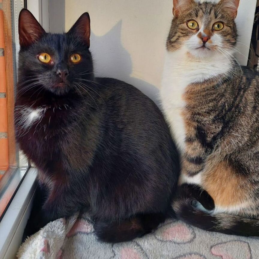 Котики в добрые руки