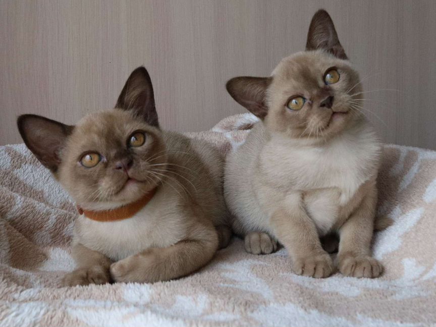Бурма котята документы WCF