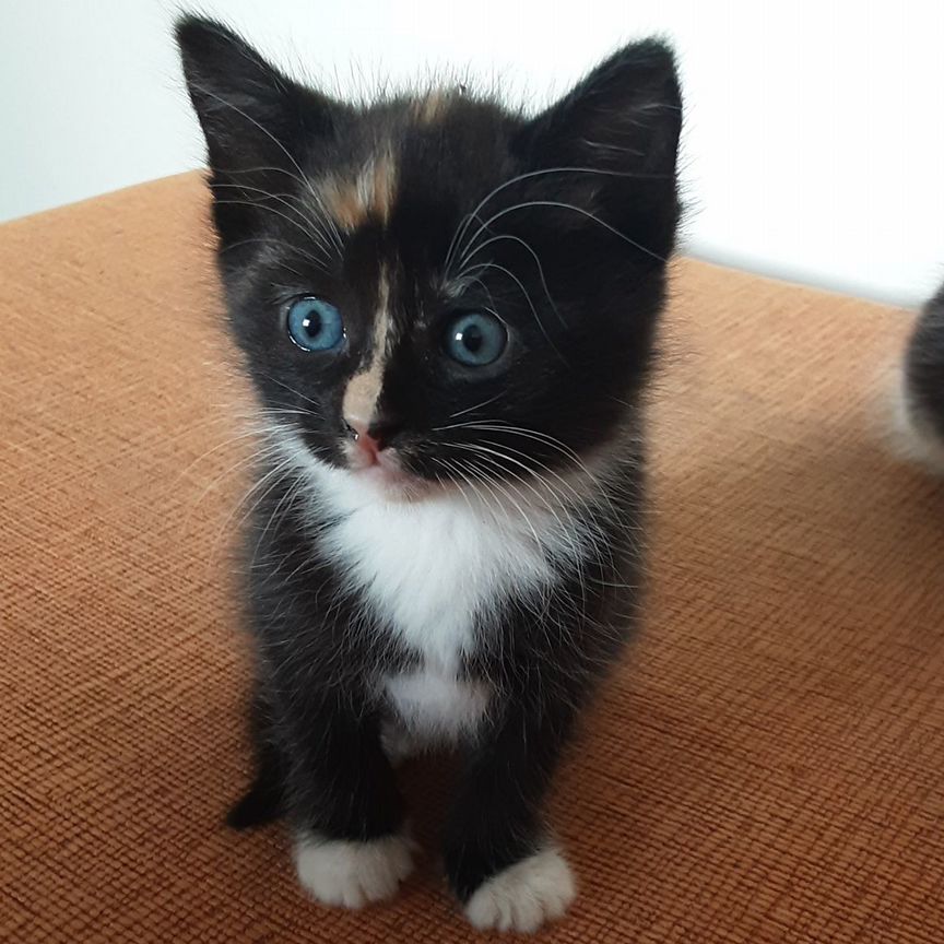 Кошечка