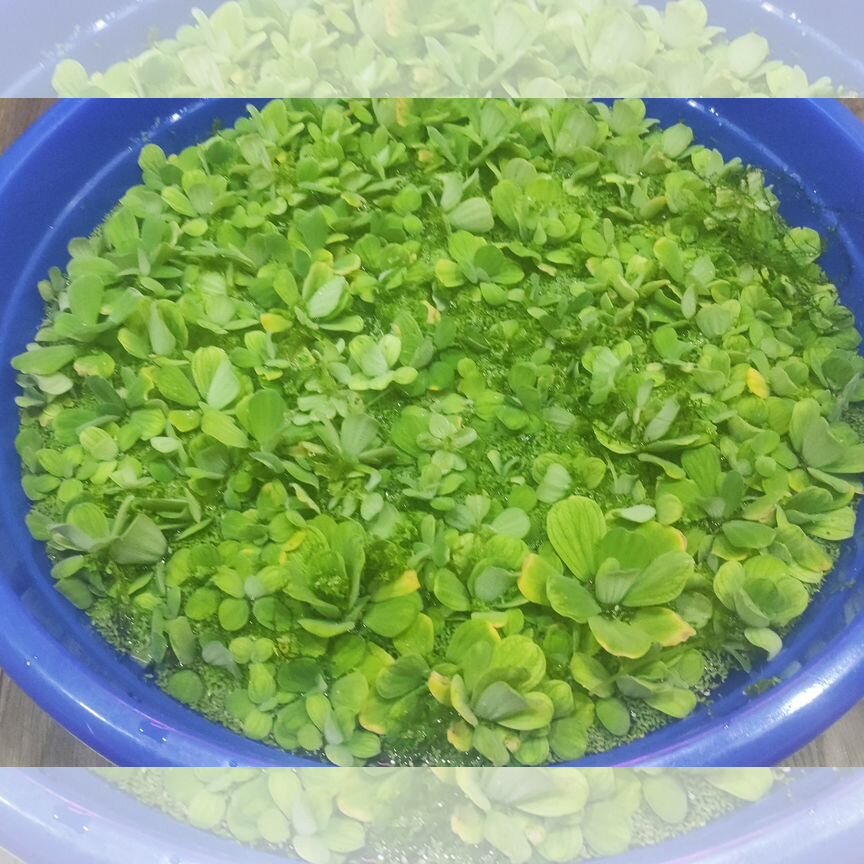 Аквариумное растение пистия и ряска