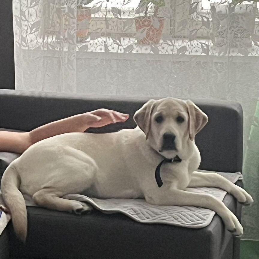 Щенок лабрадора (5мес)