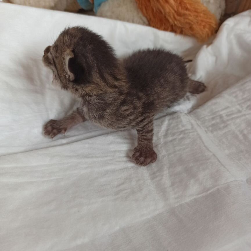 Котята котенок