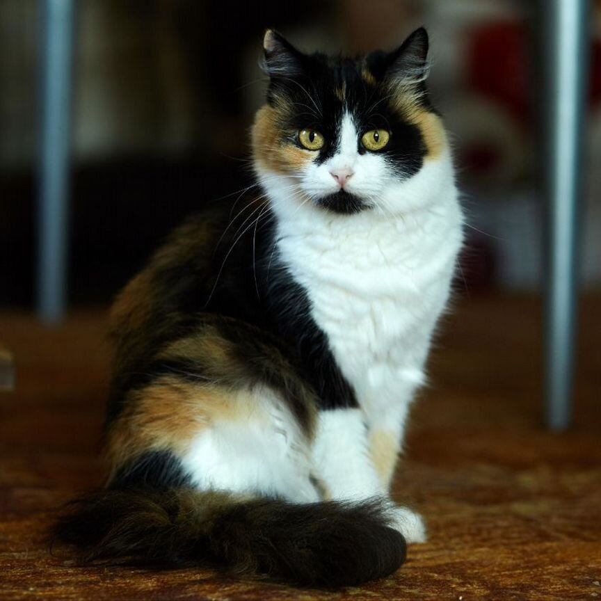 Кошка в дар