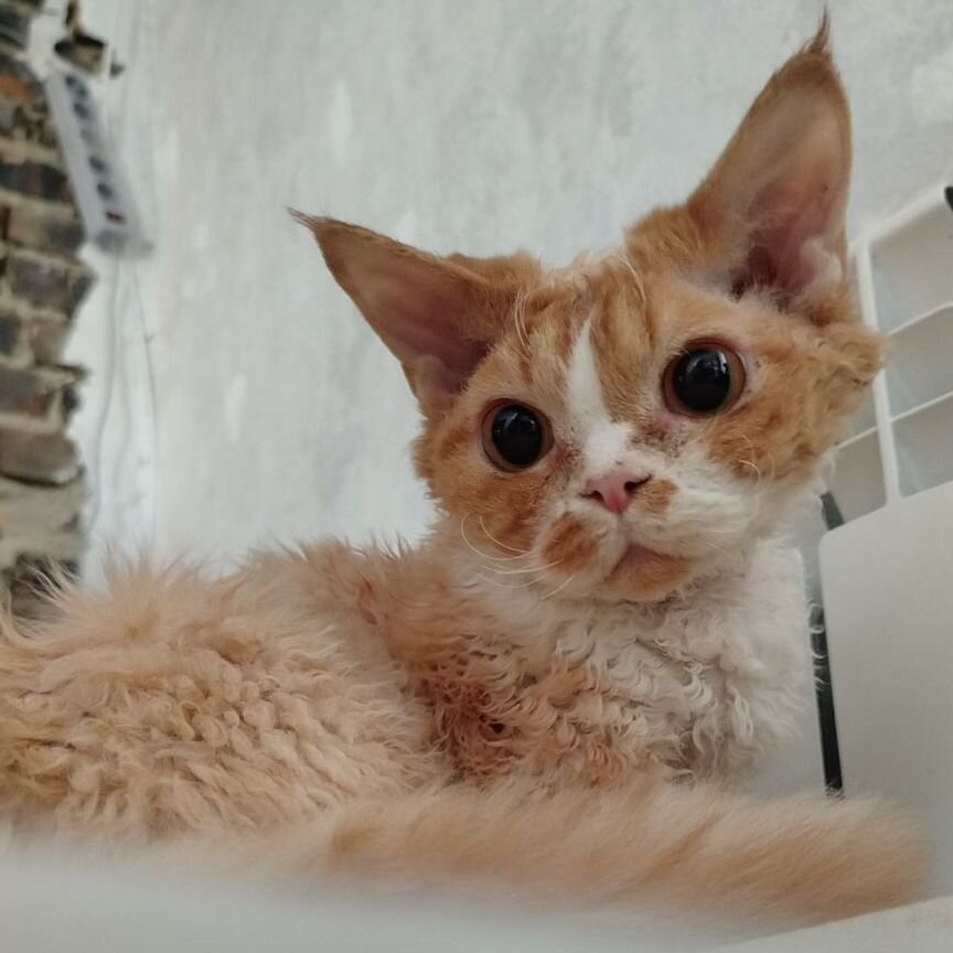 Манчкин котёнок