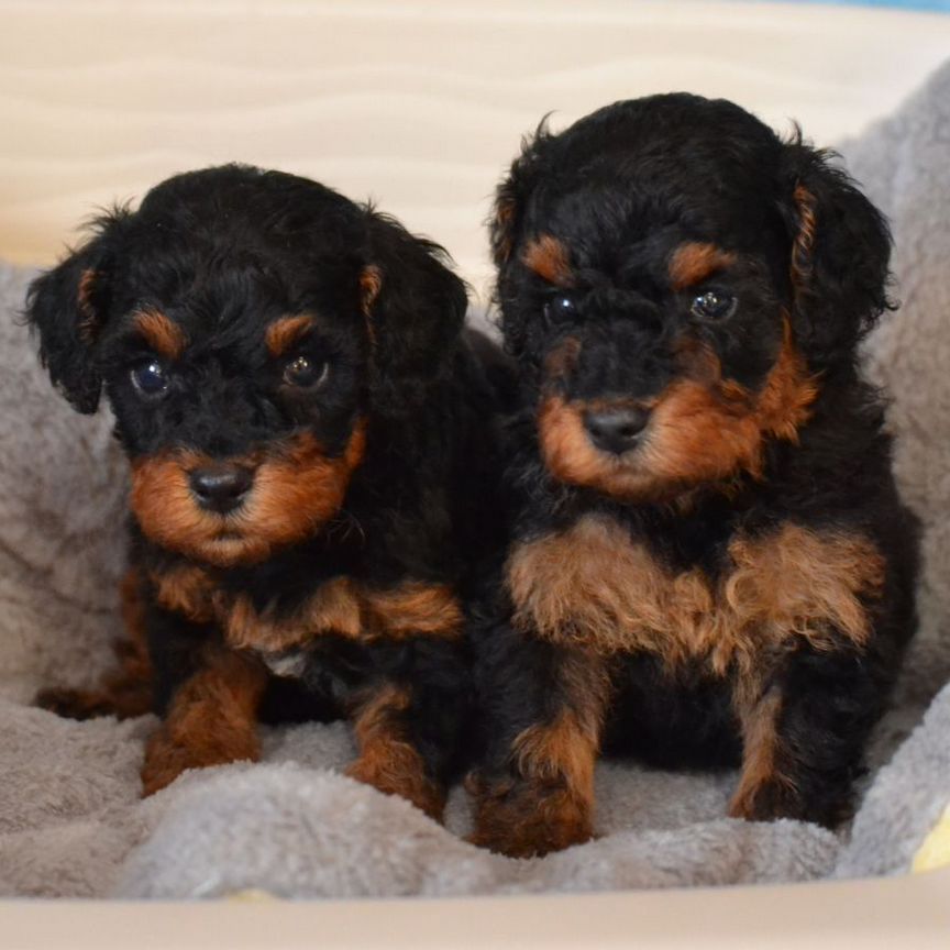 Той-пудель, щенок