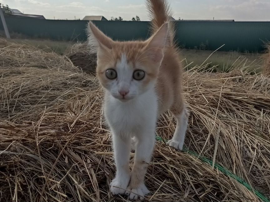 Маленькая леди