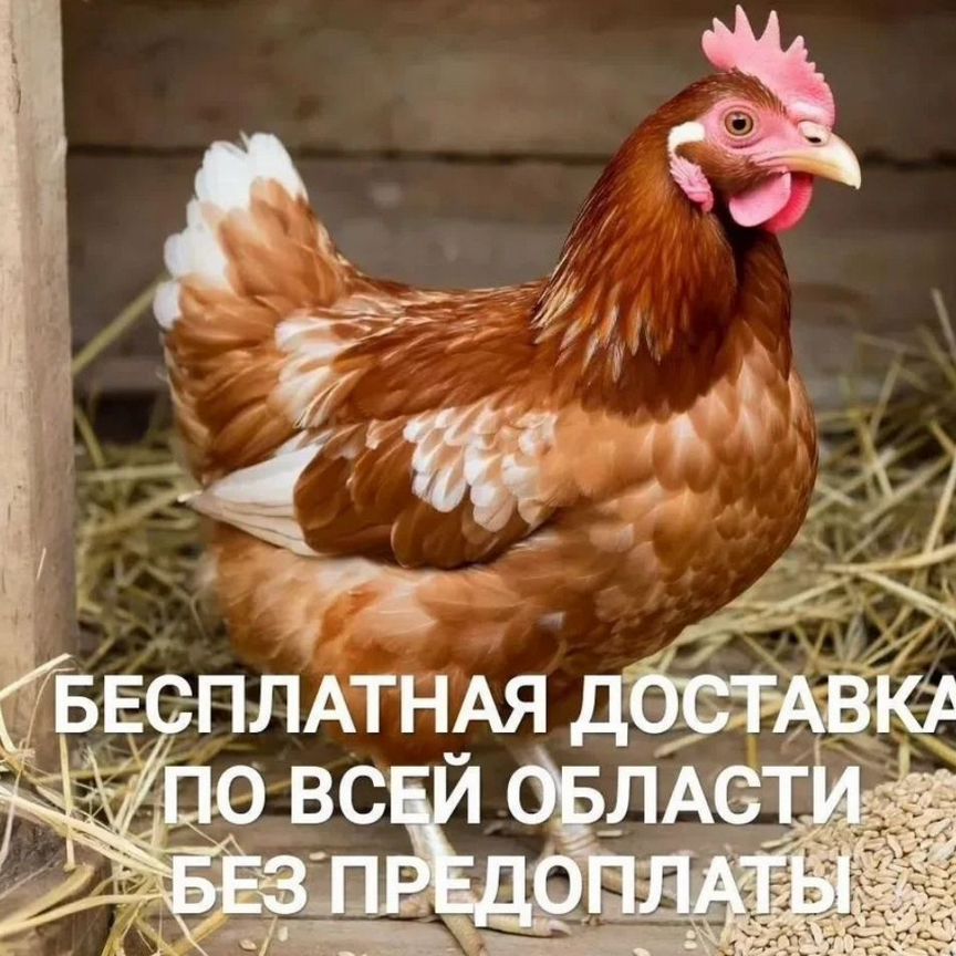 Куры-несушки доставка в Козельск