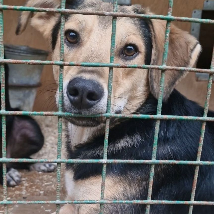 Маленькая собака в добрые руки