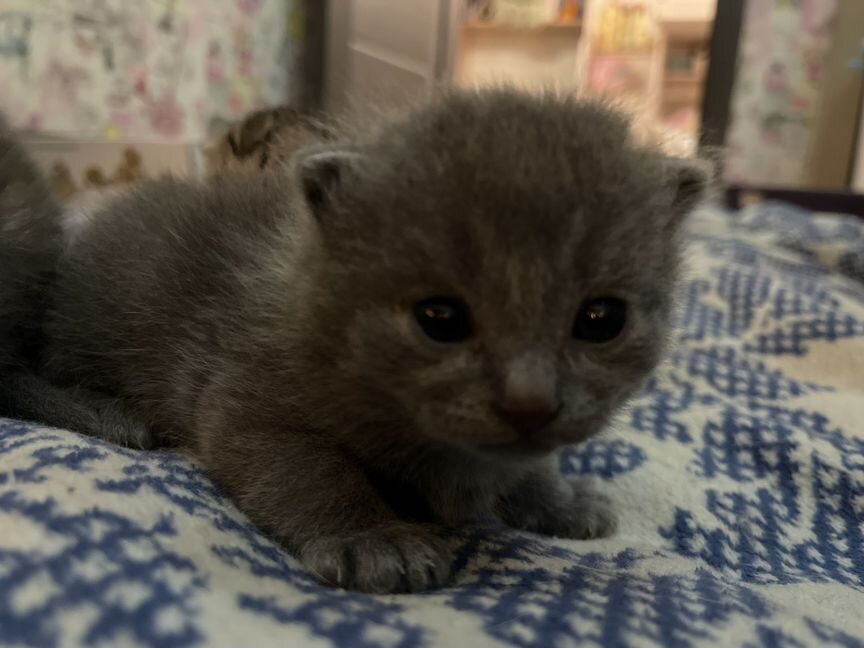 Котята вислоухие