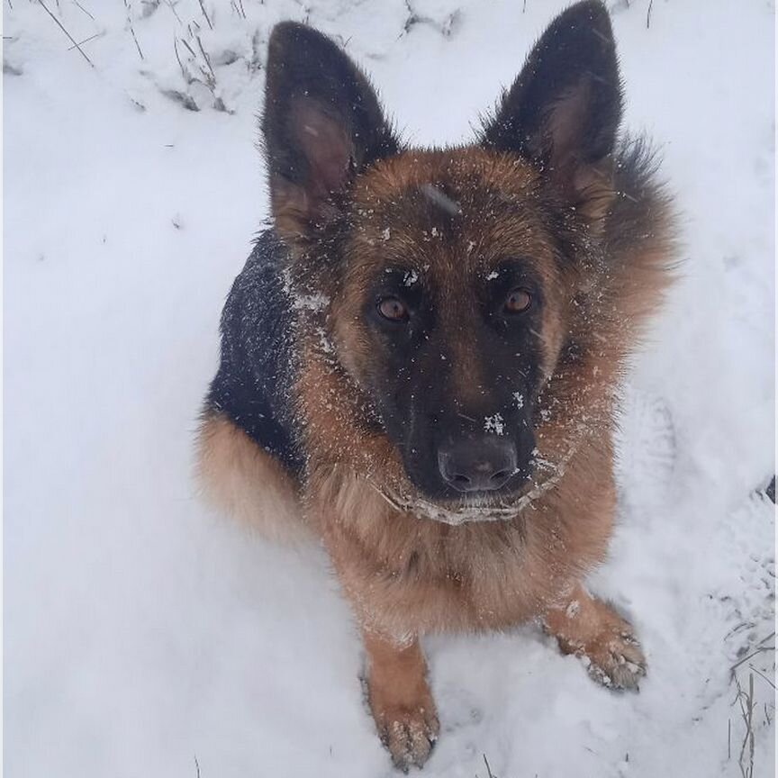 Немецкая овчарка