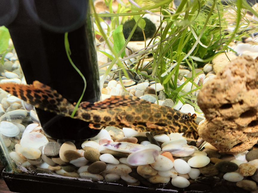 Отдам бесплатно Птеригоплихта