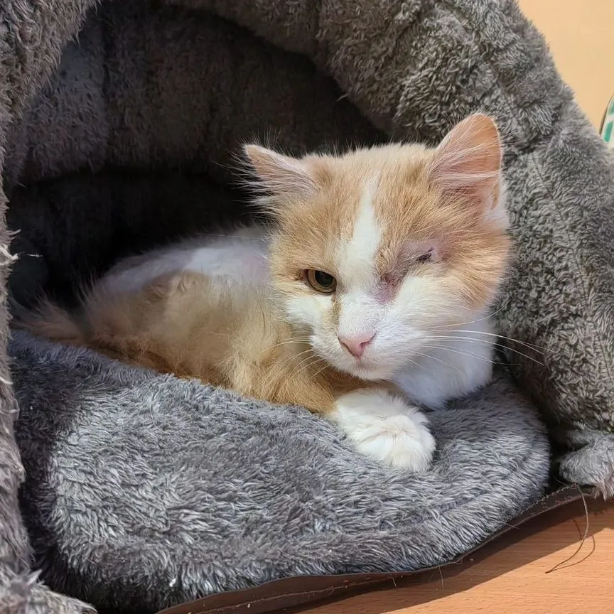 Котик в добрые руки бесплатно