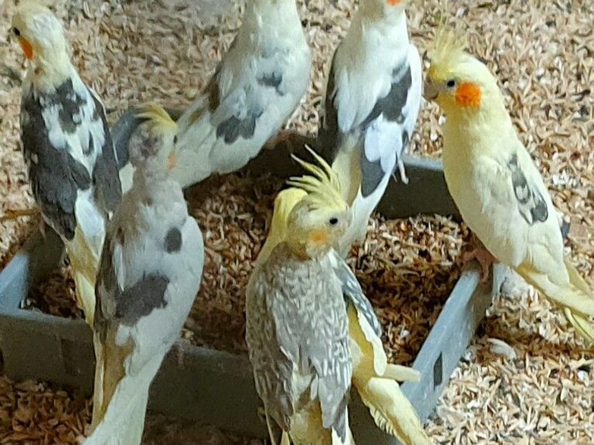 Попугай корелла птенцы