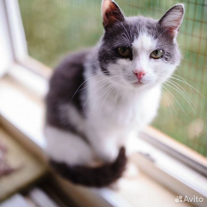 Самый сладкий в мире Фантик ищет теплый Дом