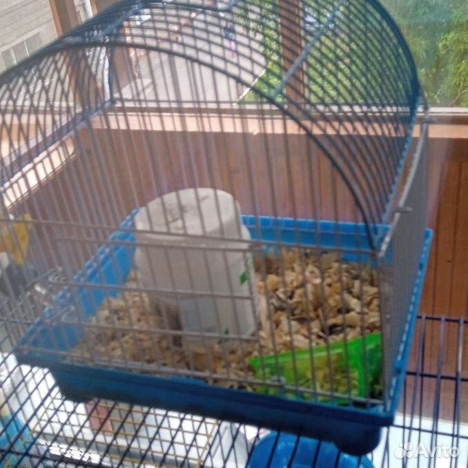 Джунгарский хомячек с клеткой