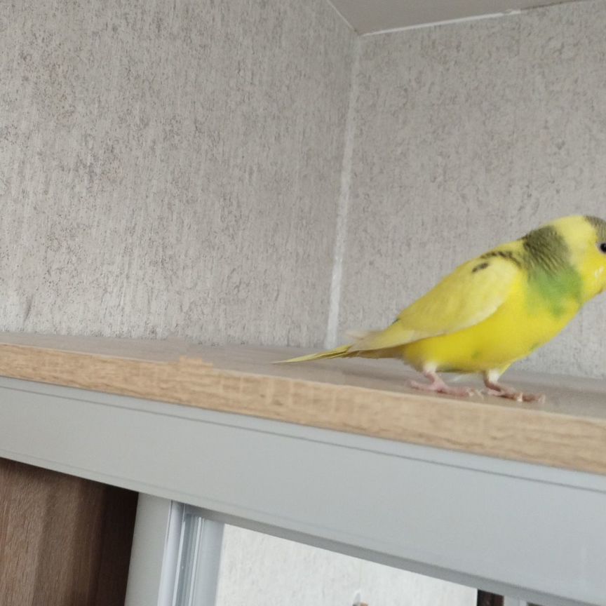 Птенец волнистый попугайчик девочка