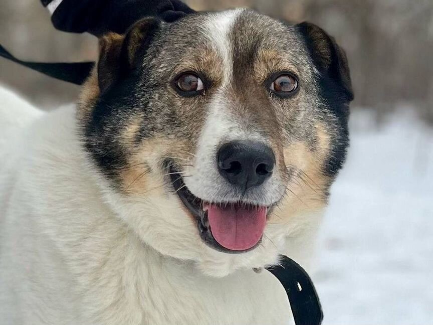 Лютик