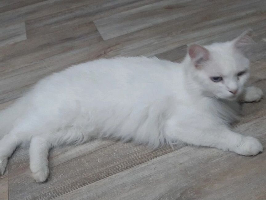 В добрые руки котик