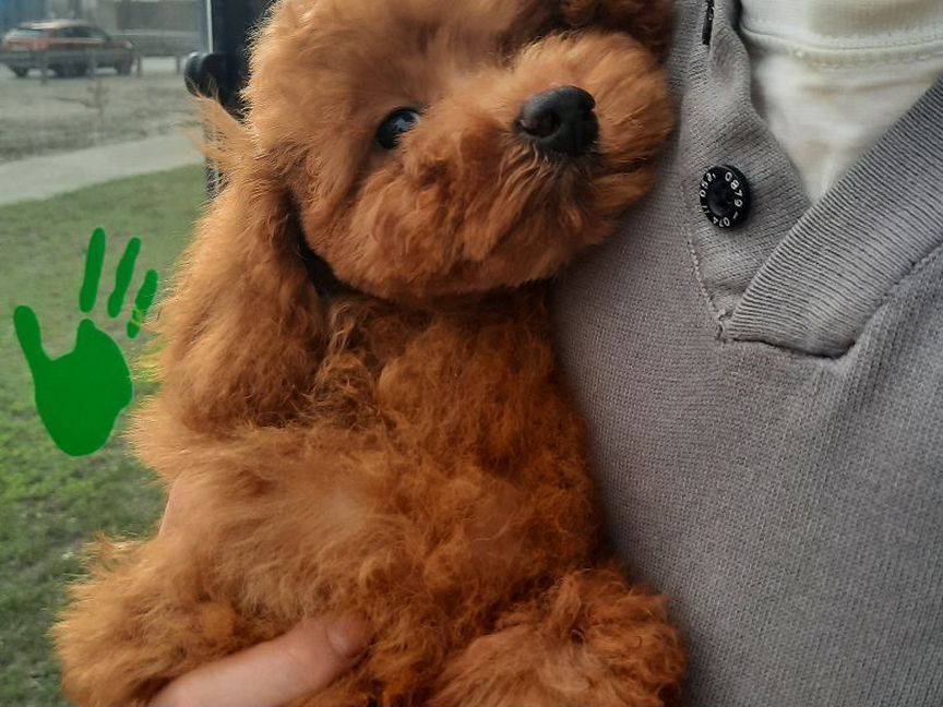 Той-пудель ред браун девочка