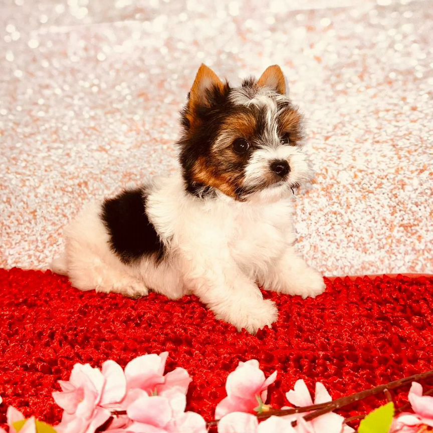 Уникальный бивер терьер